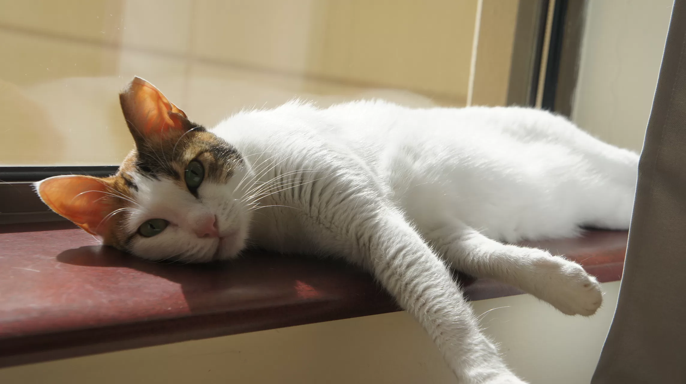 Arabian Mau Cat Care and Personality: What You Need to Know If You’re ...
